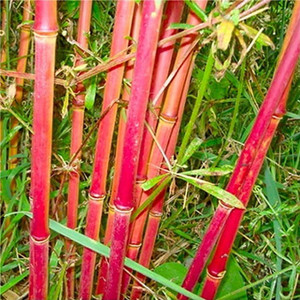BDSresolve Red bamboo tree seeds for plant, bamboo seeds for plant ...