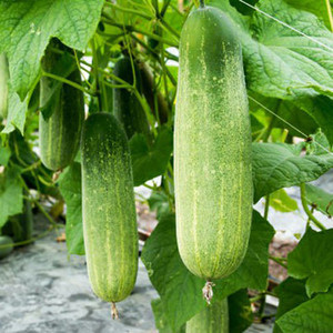 naturehils Cucumber seed ,Sosa 100% Organic Gardening Vegetable Seed ...