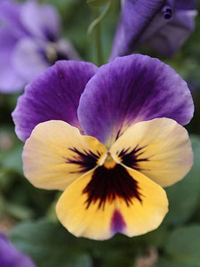 BDSresolve Pansy seeds/Penji flower seeds PACK OF 61 Seed Price in ...