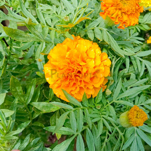 jkfarm Marigold Flower, Genda Phool Seed Price in India - Buy jkfarm ...