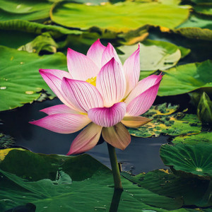 Silba Lotus Seeds, Podmo Beej, Kamal Beej, Taamara Ginjalu, Taavare ...