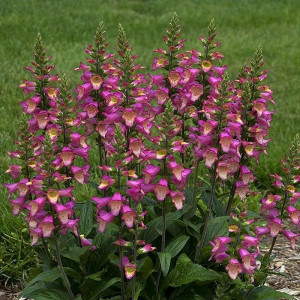 Biosnyg Digiplexis, Berry Canary [50 Seeds] Seed Price in India - Buy ...