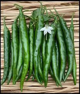 greenfarm Chilli Seeds green Chilli Mirchi Seeds organic (200 seeds ...
