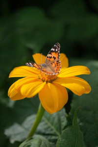 madrid Tithonia rotundifolia, 'Yellow Torch' Seed Price in India - Buy ...