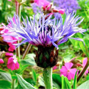 MAA Cornflower Seed Price in India - Buy MAA Cornflower Seed online at ...