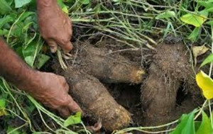 SUPRIKAM Elephant Foot Yam/khamba alu/mete alu Seed Price in India ...