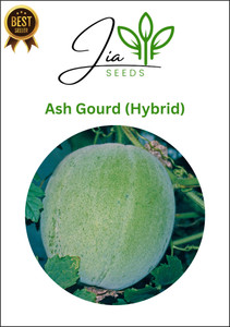 JIA Ash Gourd, Pani kakharu, Genuine High Quality Ash Gourd Seed Price ...