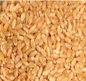 HYBRID 10kg wheat flour seed sarbati roti/chapati very testy Seed Price ...