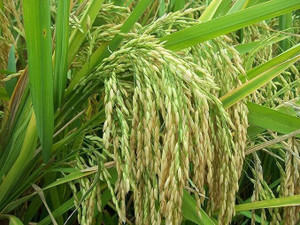 BHUSAN Dhan Paddy Seeds Vadlu For Pooja, Germination Seed Price in ...