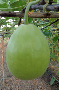 KANAYA Bottle Gourd, Round Lauki/Dudhi, Lagenaria Siceraria, Vegetable ...