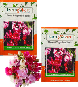 farmgokart |2 Packets of CLARIKA- MIXED Flower Seeds|Home & Terrace ...