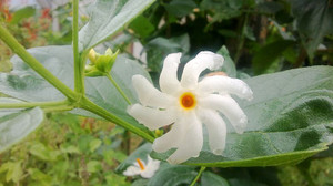 ASPEN Pavala Malli Live Plant | Pavala Malli Chedi | Not a Seed Price ...