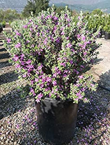 Kapebonavista Leucophyllum frutescens Purple Sage Texas Sage Texas ...