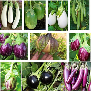 naturehils MuktaKeshi Brinjal seeds,Begun 100% original Organic, F1 ...