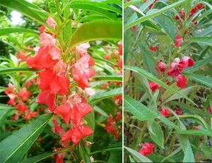 Malcoz Balsam, Dopati Seed Price in India - Buy Malcoz Balsam, Dopati ...