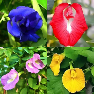BDSresolve Mix colour nilkantha flower seeds PACK OF 14 Seed Price in ...