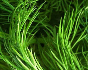CYBEXIS NDIR-17 - Cool-Weather Florence Fennel (Finnochio) - (250 Seeds ...