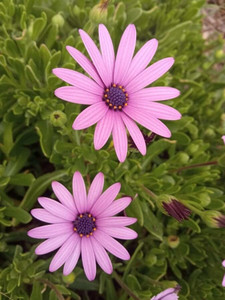 FEVESTA Organic Dimorphotheca Flower Plant Seed Price in India - Buy ...