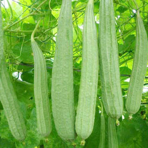 VibeX ® XLR-229 Angled Ridge Gourd Seeds Turai Seed Price in India ...