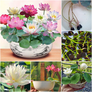 DEYS AGRO ™ lotus seeds, kamal flower plant seeds, hybrid kamal gatta ...