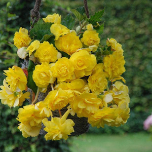 VibeX LX-98 - Yellow Pendula Begonia Beautiful Yellow Flowering - (30 ...