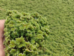 Growing Azolla Seed Price in India - Buy Growing Azolla Seed online at ...