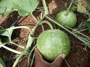 KANAYA Bottle Gourd/Lauki Round Seed Price in India - Buy KANAYA Bottle ...