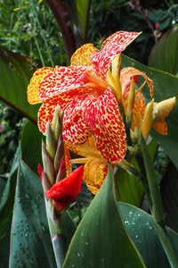 Siddhi Vinayak Gallery® Canna Lily Multi Mix Colour Flower Bulbs For ...