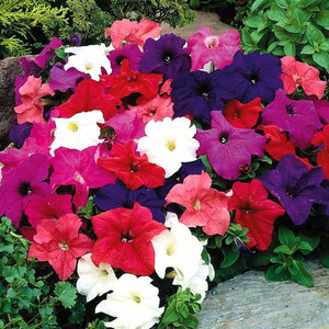 ario Petunia Ultra Star Mixed Flower Seed Price in India - Buy ario ...