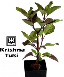 KUSH Krishna Tulsi Seeds Seed Price in India - Buy KUSH Krishna Tulsi ...