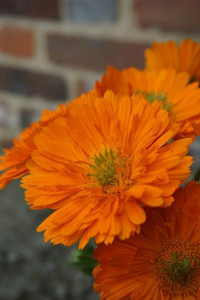 Platis Calendula 'Greenheart Orange'Pot Marigold Seed Price in India ...