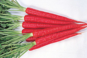RUDAN Atomic Red Carrot Seed Price in India - Buy RUDAN Atomic Red ...