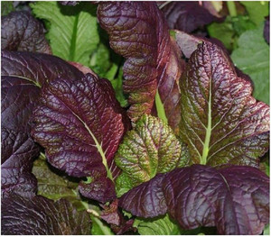 WILLVINE PUAS-40 Mustard Greens Red Giant Seed Price in India - Buy ...
