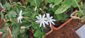 ASPEN Nithya Malli Live Plant / All Time Flowering Plant Healthy Live ...