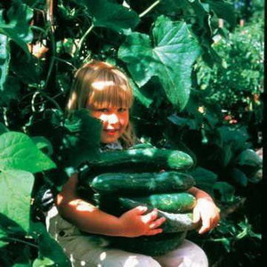 VibeX ® VMR-120 Sweet Success Hybrid Cucumber Seeds Seed Price in India ...