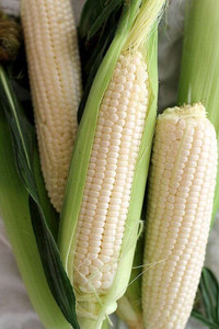 Lorvox Sweet sugar Corn Plant Seed Price in India - Buy Lorvox Sweet ...