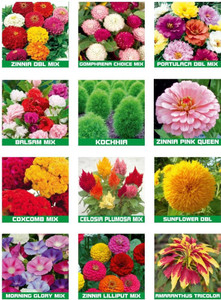 Khushi Prova Summer Season 10 Variety Of Flower 1400+ Seeds Combo Pack ...