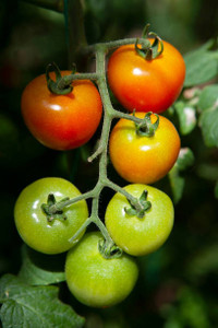 iva tomato Seed Price in India - Buy iva tomato Seed online at Flipkart.com