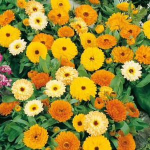 KANAYA Yellow Organic Calendula Flower Seed Price in India - Buy KANAYA ...