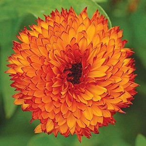 KANAYA Calendula Beauty Mix Flower Seed Price in India - Buy KANAYA ...