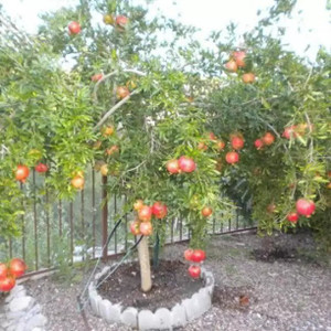 Chalisa Pomegranate, Anaar Seed Price in India - Buy Chalisa ...