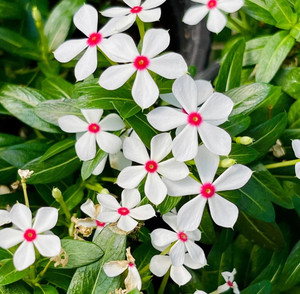 Platis Vinca rosea (Catharanthus roseus) Ornamental Seed Price in India ...