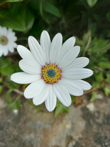 FEVESTA Organic Dimorphotheca Flower Plant Seed Price in India - Buy ...
