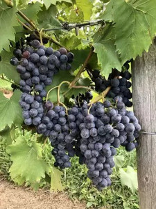 Chalisa Grapes Fruit, Black Grapes Seed Price in India - Buy Chalisa ...