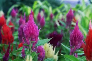 Aro Celosia Dwarf, Cockscomb Seed Price in India - Buy Aro Celosia ...