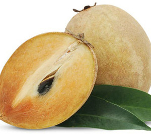 PMA Chalisa Chikoo, Sapota, Sapodilla, Naseberry Seed, Sobeda Hybird ...