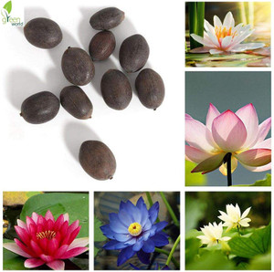 Arshiayat water lotus flower seeds Seed Price in India - Buy Arshiayat ...
