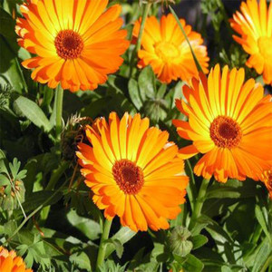 KANAYA Yellow Organic Calendula Flower Seed Price in India - Buy KANAYA ...