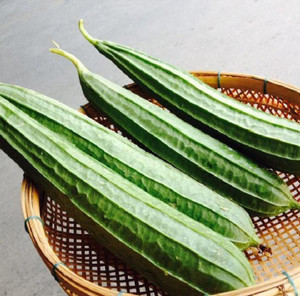 VibeX ® VMR-228 Acutangula Seeds Angled Ridge Gourd Turai Seed Price in ...