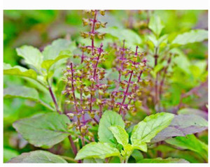 SEEDSART NXC - Gorgeous Tulsi Seeds " Tulsi " Organic 100 Seeds , I206 ...